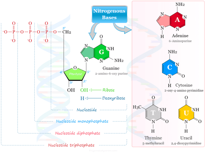 Nucleotide - DNA and RNA - Structure, Synthesis