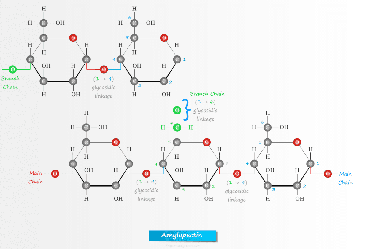 Starch - Definition, Formula, Types, Uses